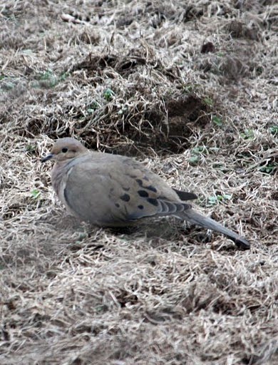 Life Through A Lens: "The Dove, on silver pinions, winged her peaceful ...