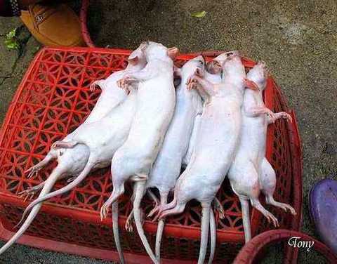 EDAN...!!! Daging Tikus Kalo dimasak kayak Daging Ayam yang Menggoda