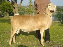 Pelibuey sheep - Alchetron, The Free Social Encyclopedia