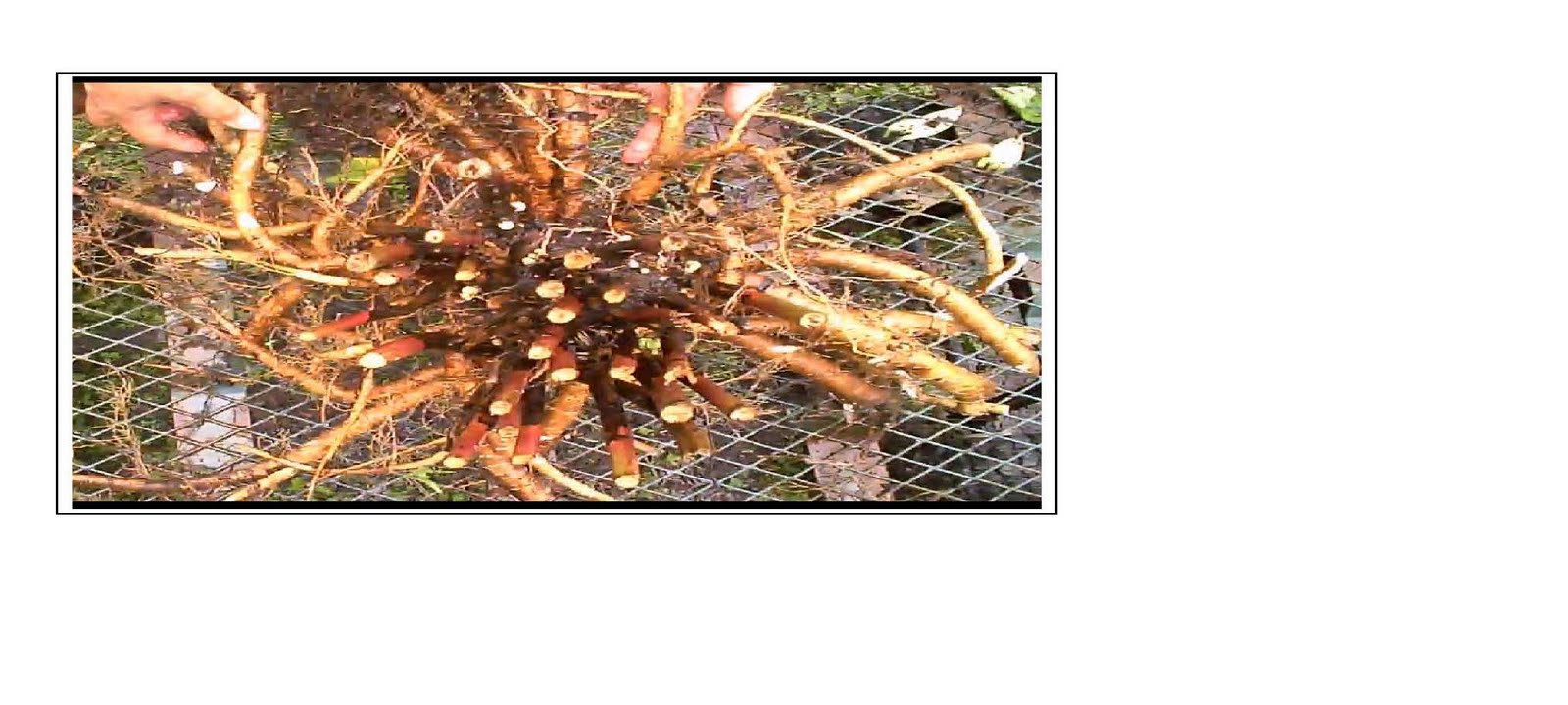 PEONIES, PEONIES, PEONIES