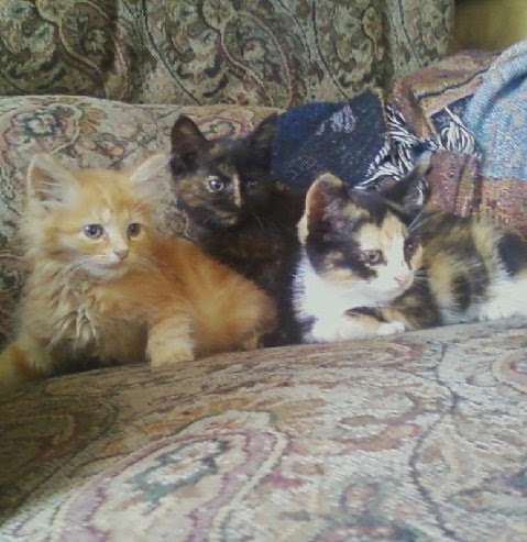 SBYNEWS Animal Adoption: Kittens Ready For Adoption UPDATE: All Three ...