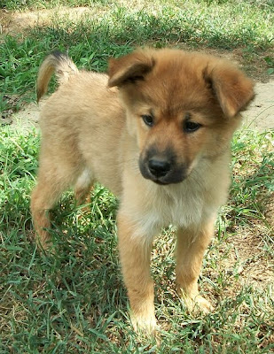 SBYNEWS Animal Adoption: PUPPIES UP FOR ADOPTION UPDATE: ALL Adopted In ...