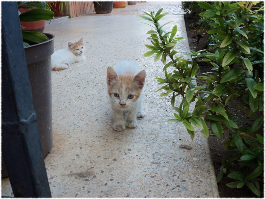 «Los gatitos»