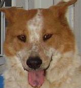 life inside the fence: ALPHA DOG TOBY