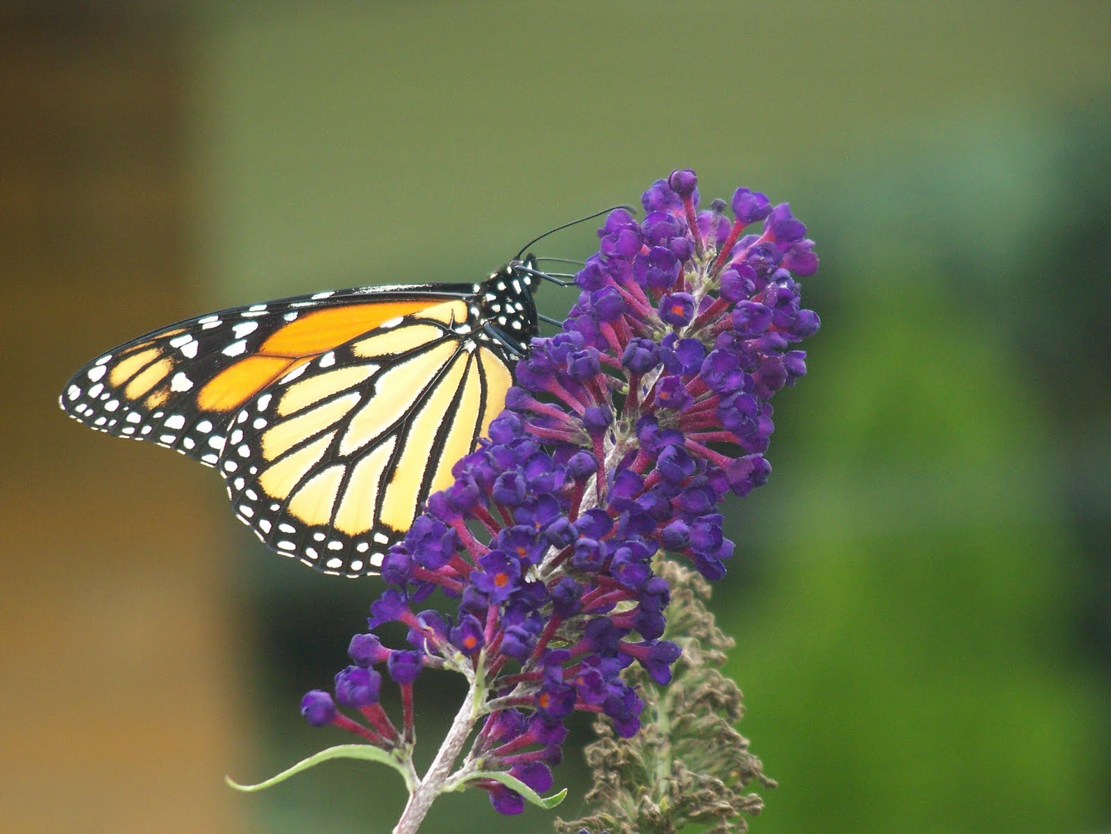 Butterflywatching Monarch Layed Eggs On The Milkweed Plants