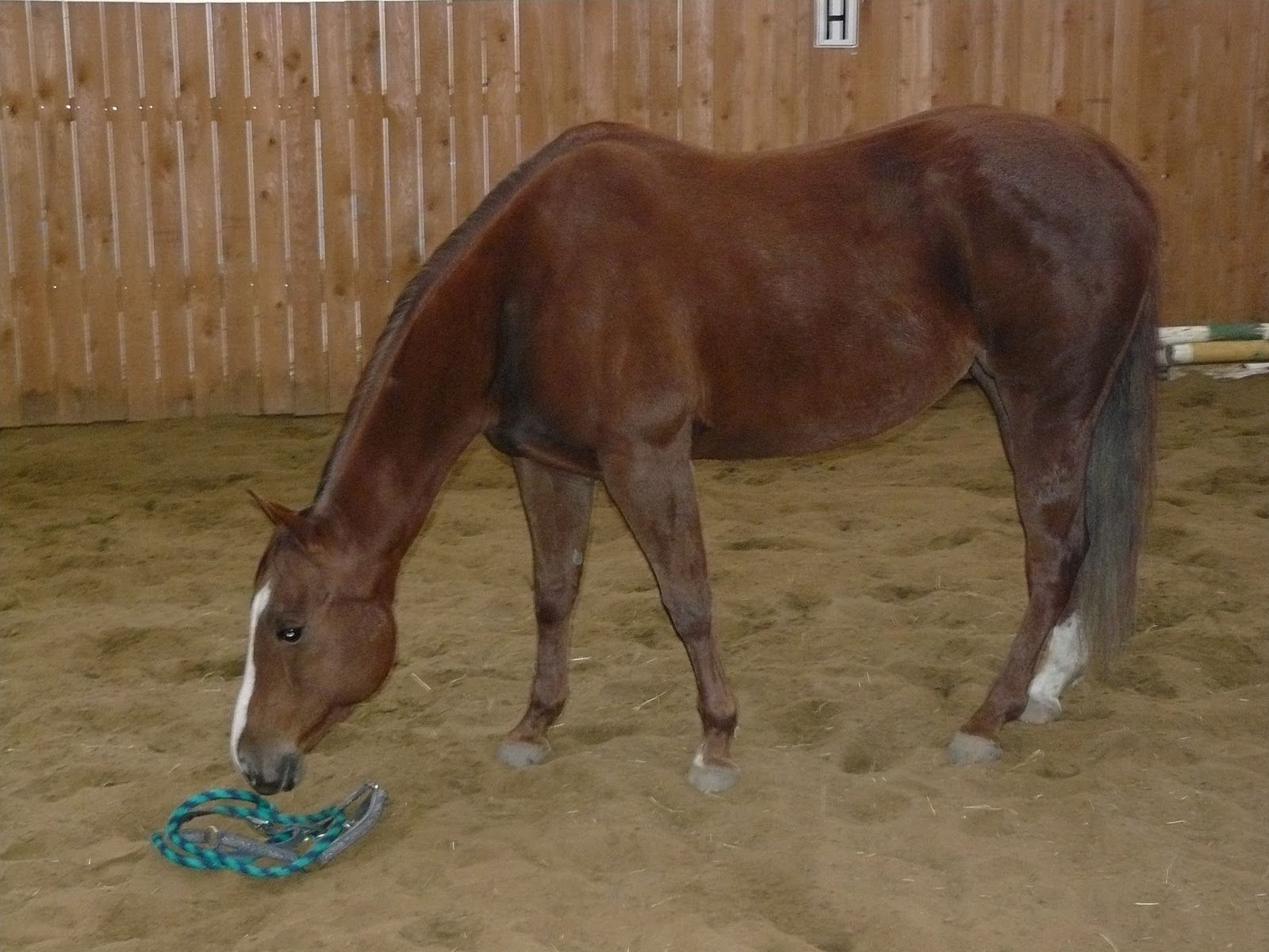 Chevaux de sport à vendre: Jument Quarter Horse 6 ans VENDUE!