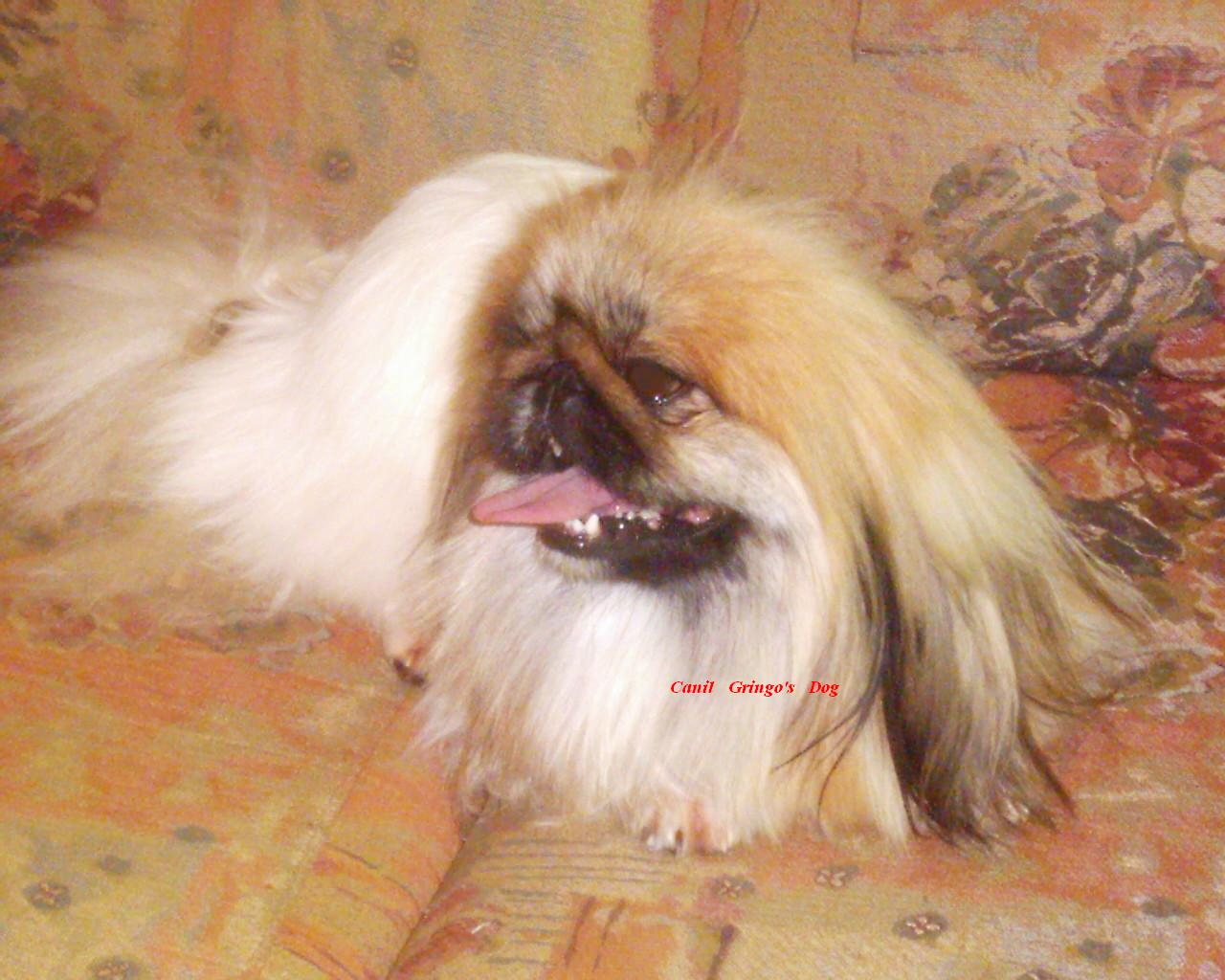 Canil Gringo's Dog ***: Pequinês