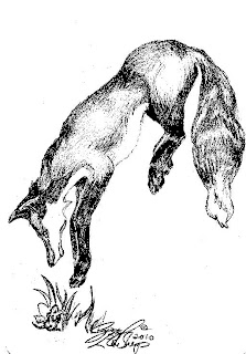 a fox a day: Fox jumping/Who's Suprised