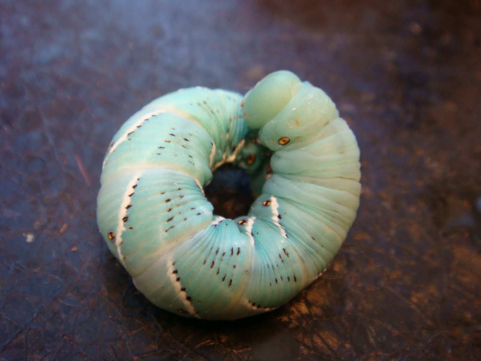 Morphing Morphology --- From Caterpillar Locomotion to Soft-Bodied ...
