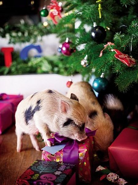 Funny Pictures: Cute Little Pigs in Christmas Tree Photos