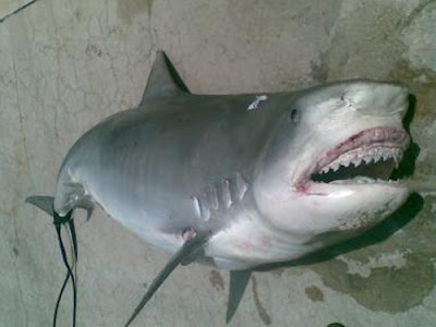 Beautiful is Happy: Ikan Jerung Kantoi Makan Orang