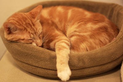 A Day in the Life...: Nine lives, sixth sense: Cat at veterinary clinic ...