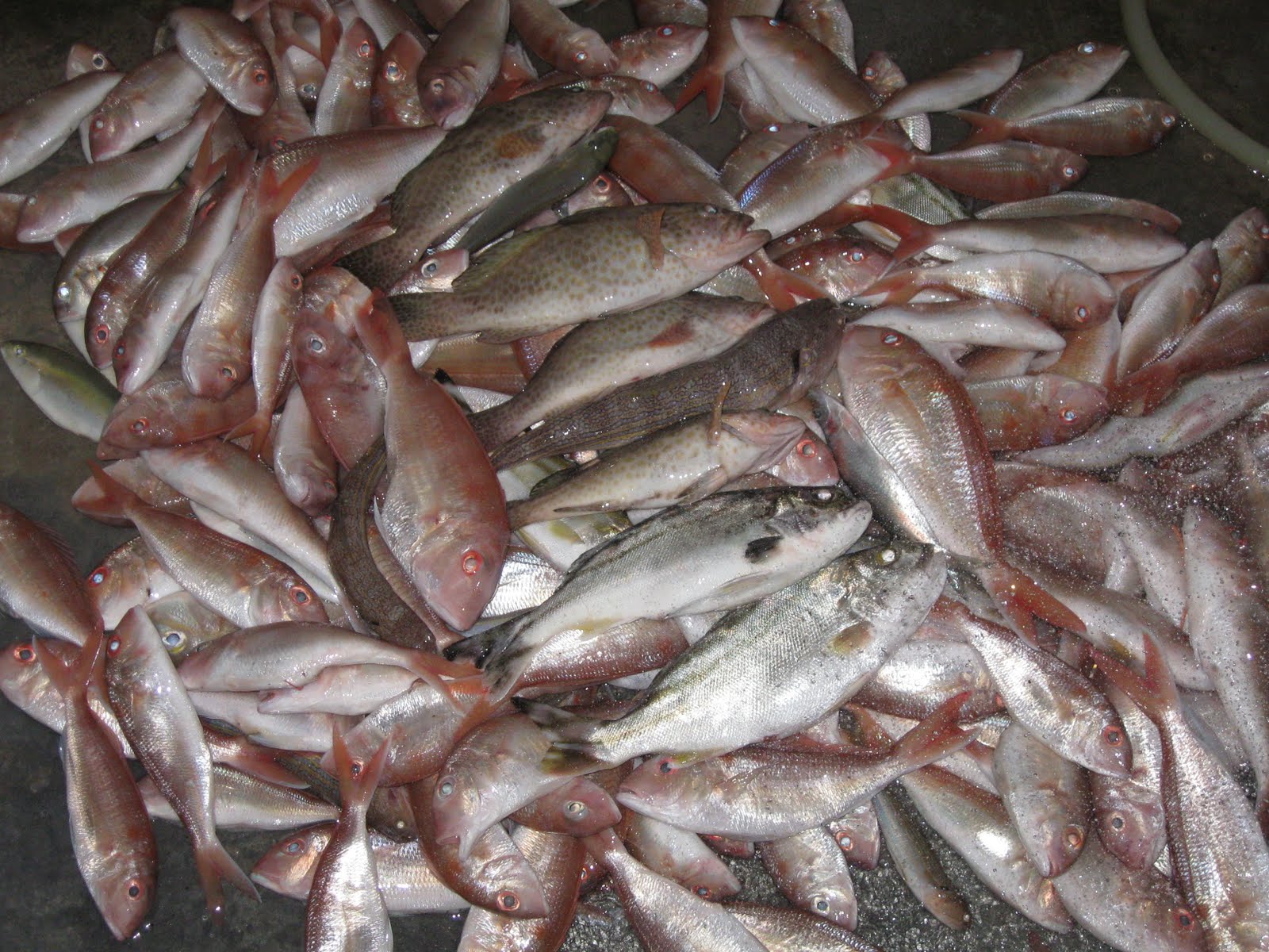 FINISAR FISHING CLUB: Mencandat sotong di Kelantan