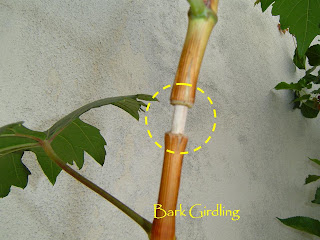 Floras Lovers ... All About Gardening: My IAC Grape Bark Girdling