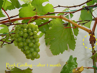 Floras Lovers ... All About Gardening: My IAC Grape Bark Girdling