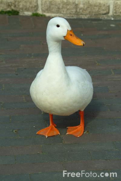 berternak bebek