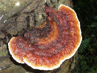 Under The Oil Palm Canopy: Ganoderma