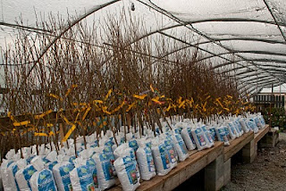 Valley View Nursery Blog: 2010