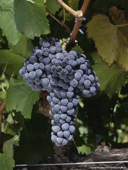 Rubired | Wine Grape Types