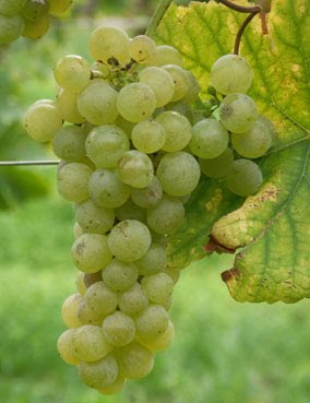 Muscat Ottonel | Wine Grape Types