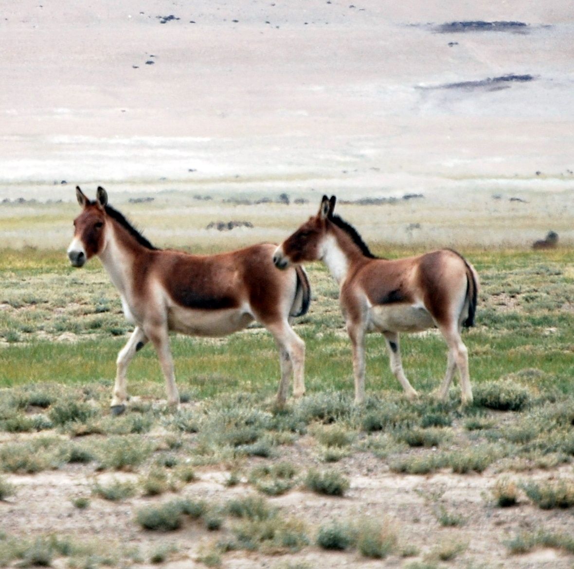 Creatures of Ladakh - The Kiangs - Lakshmi Sharath