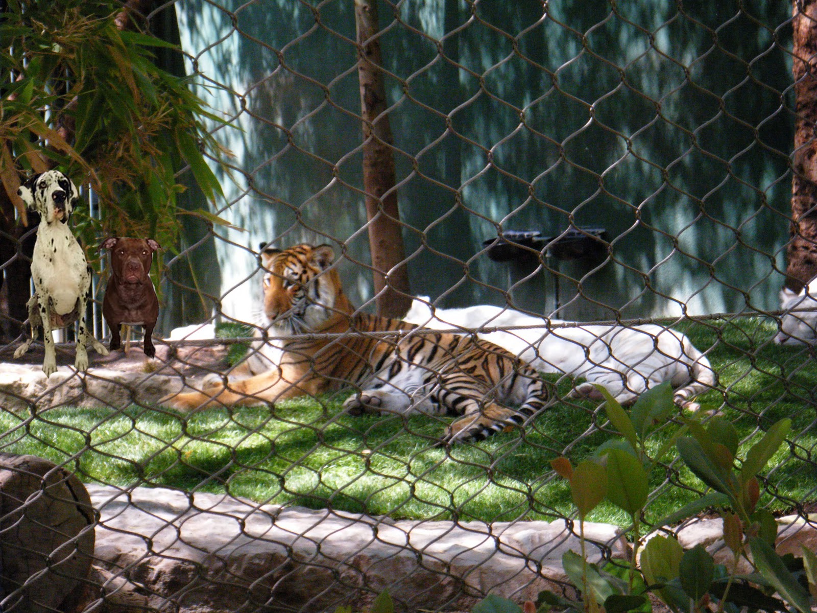 Tucker: Corbin and Tucker go to Vegas