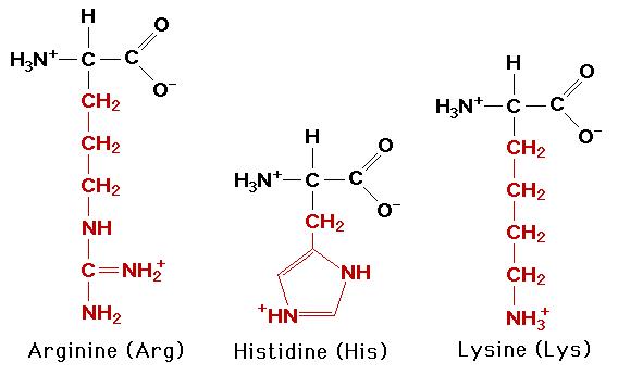 A Mighty Nut: The Amino Acid Song