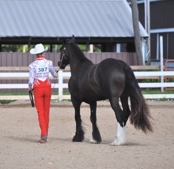 Nora's Galway Ace: Ace's 4th Show - part 1 - Halter Class