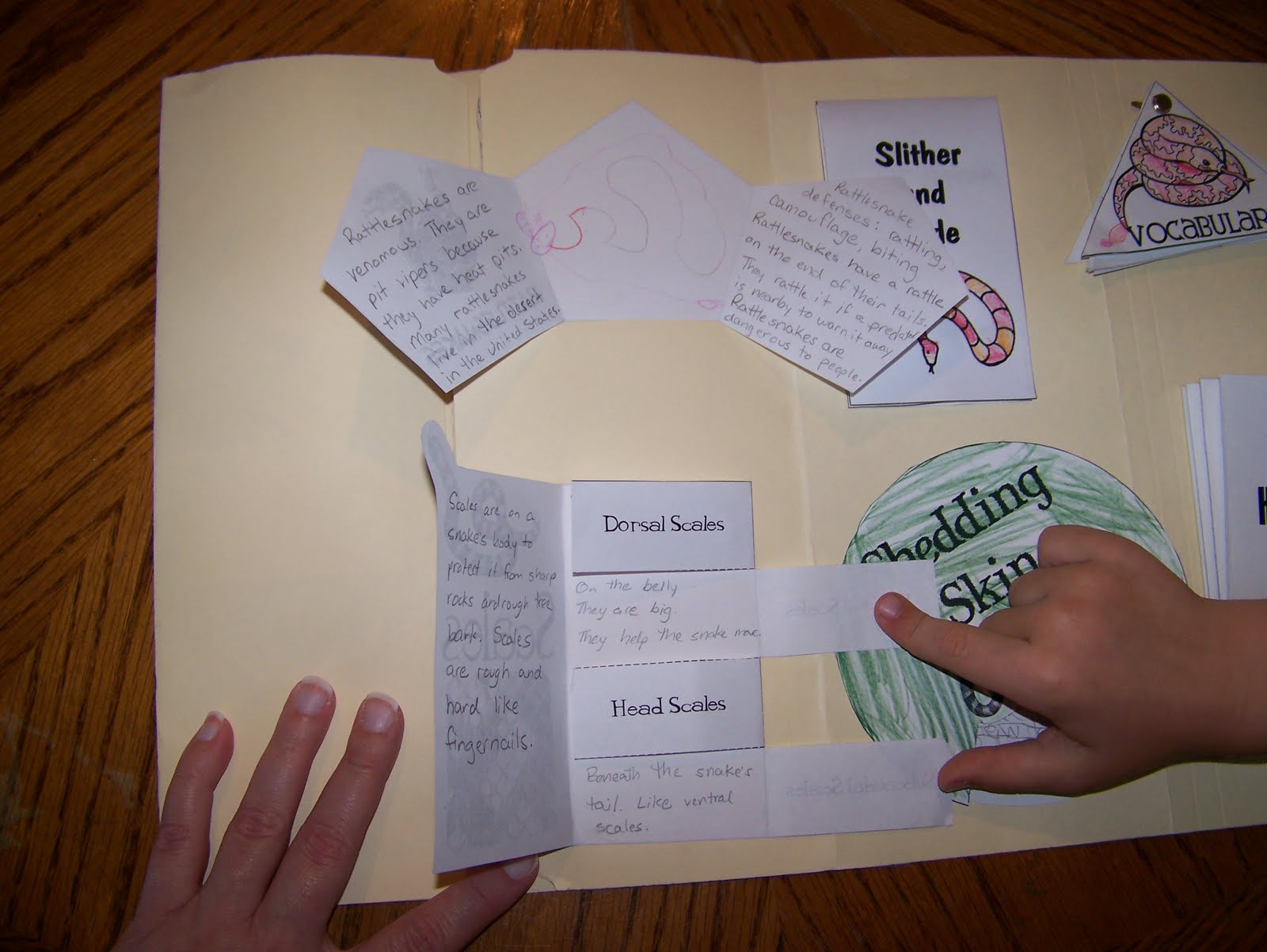 This Side UP: Snake Lapbook