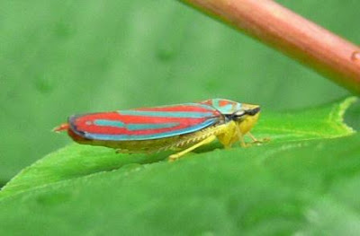 Ohio Birds and Biodiversity: Candy-striped Leafhopper