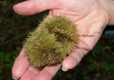 Ohio Birds and Biodiversity: The American Chestnut