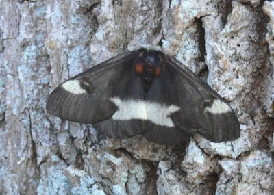 Ohio Birds and Biodiversity: Buck Moth