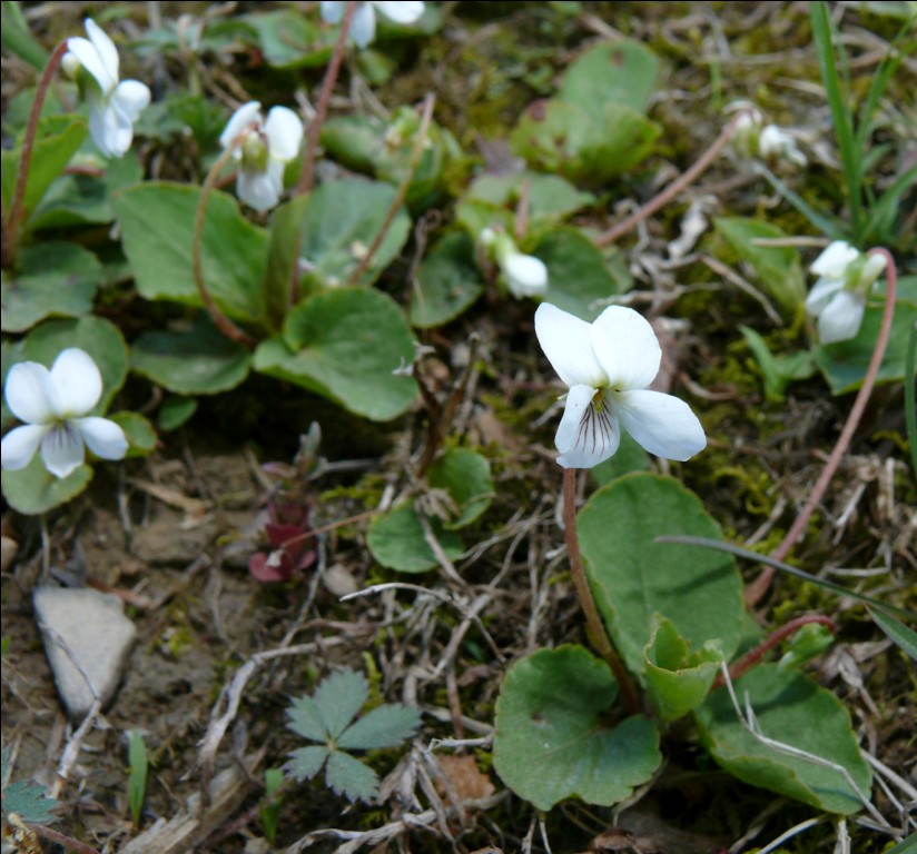 Ohio Birds and Biodiversity: A Feast of Violets