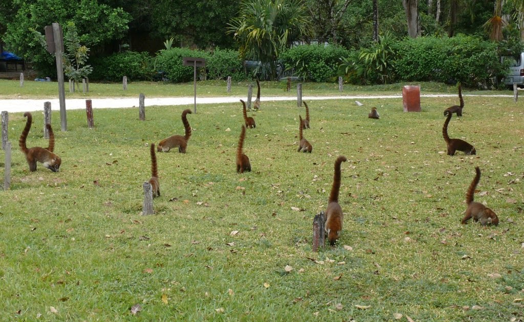 Ohio Birds and Biodiversity: Coatis