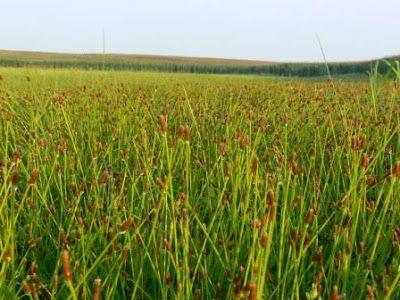 Ohio Birds and Biodiversity: July 2008