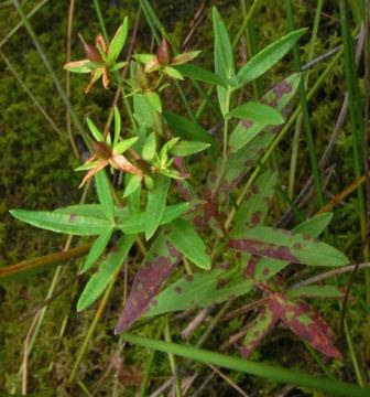 Ohio Birds and Biodiversity: A Botanical Eden