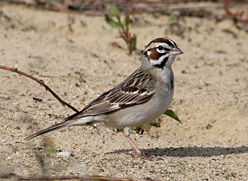 Ohio Birds and Biodiversity: Fabulous Lark Sparrow photos