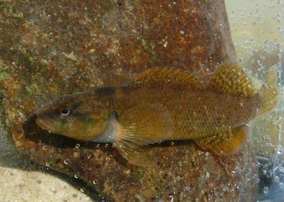 Ohio Birds and Biodiversity: Last of the Darters