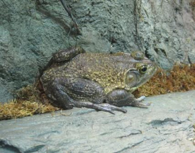 Ohio Birds and Biodiversity: The Frog Blog