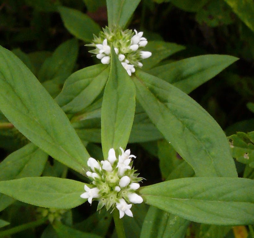 Ohio Birds and Biodiversity: Ohio River buttonweeds