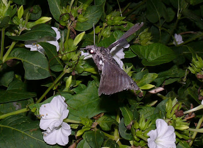 Ohio Birds and Biodiversity: Carolina Sphinx