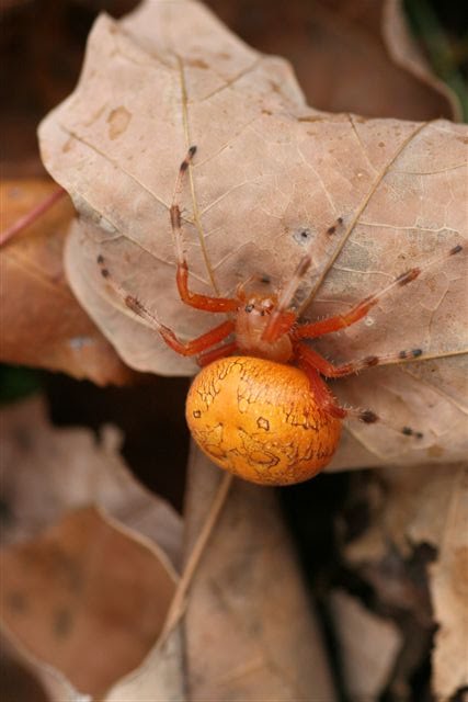 Orange Bulbous Spider