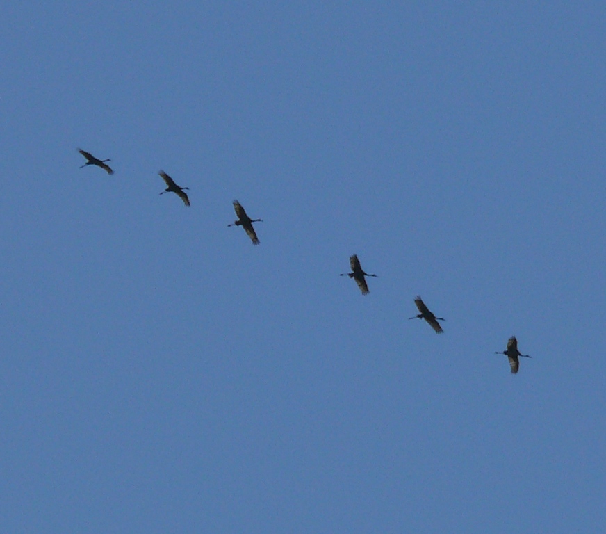 Ohio Birds and Biodiversity: Sandhill Cranes!