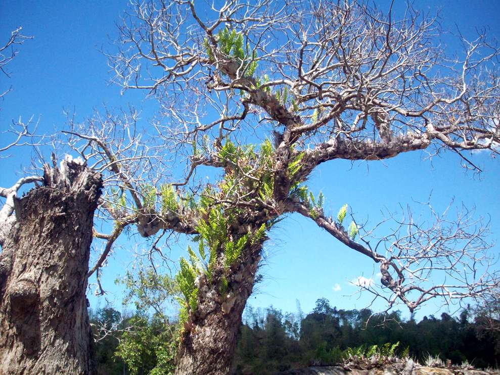 My view from the top of the world...: Piyesta sa Tiring