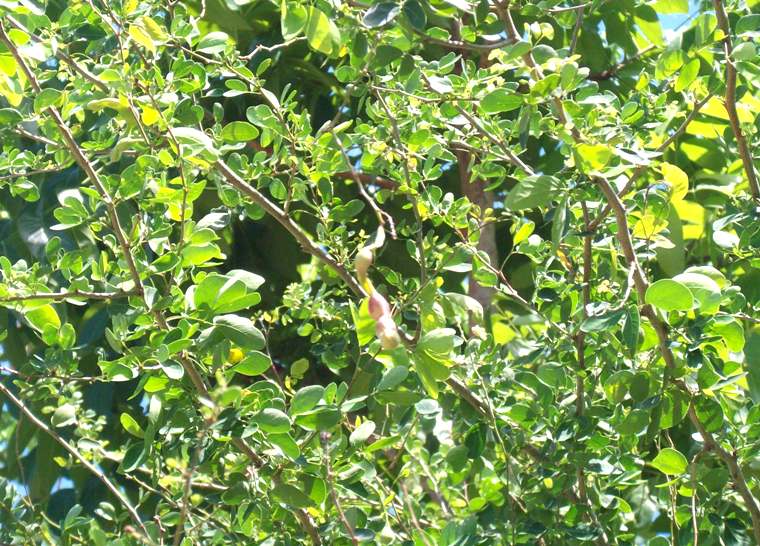 My view from the top of the world...: Piyesta sa Tiring