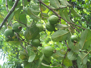 My view from the top of the world...: Tiny, sweet, native bayabas