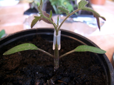 PASSION TOMATES: La greffe de 8 plants de tomates le 04 janvier 2009