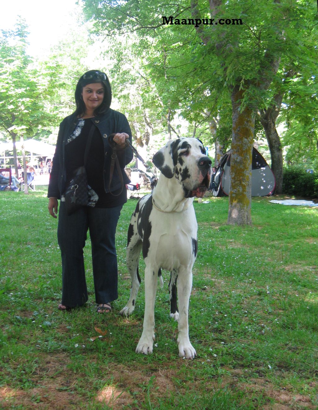 Maanpur Great Danes: GREAT DANE SHOW IN CHINGOLI ITALY