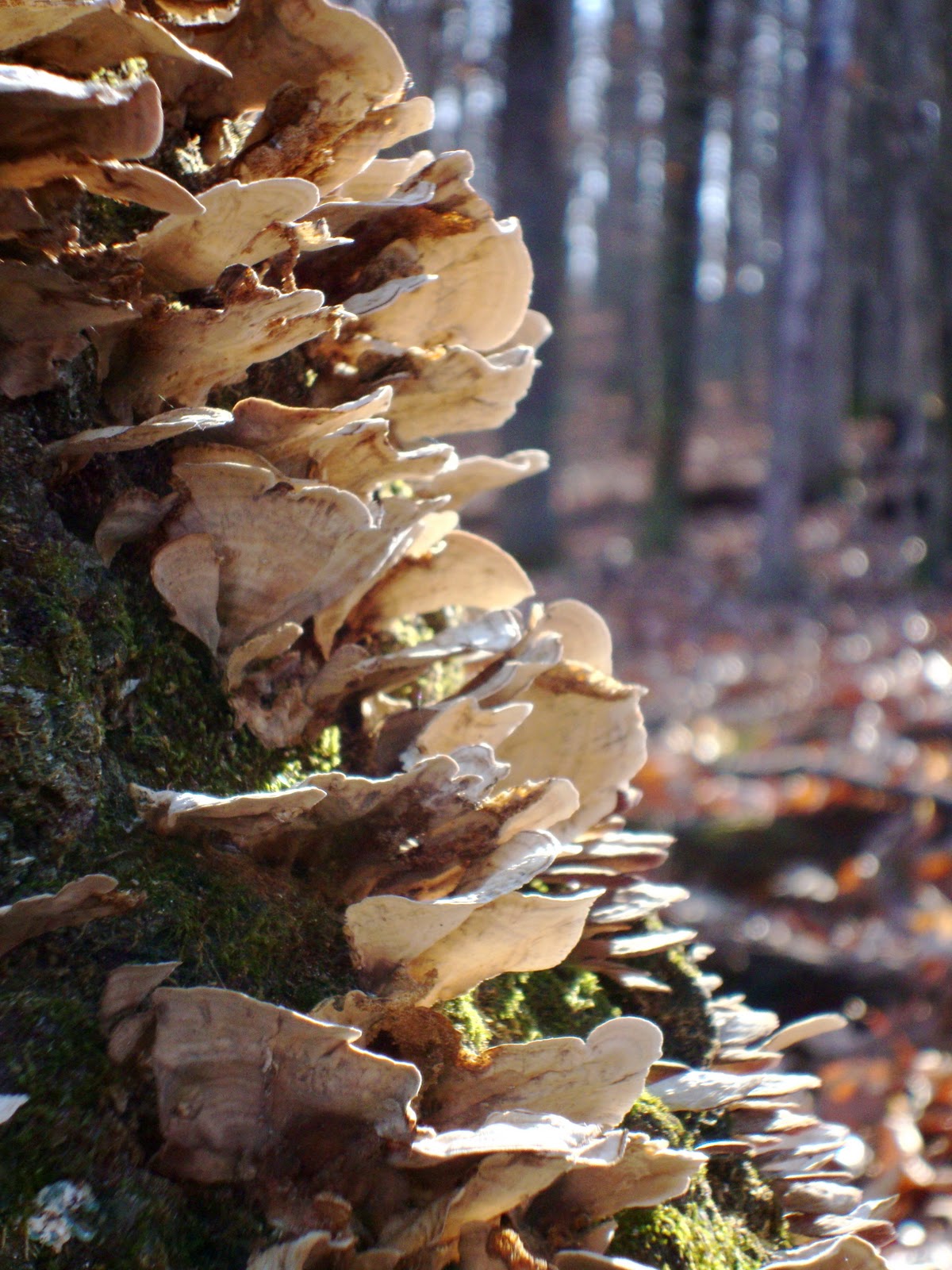 Beautiful Everyday: Tree Shells