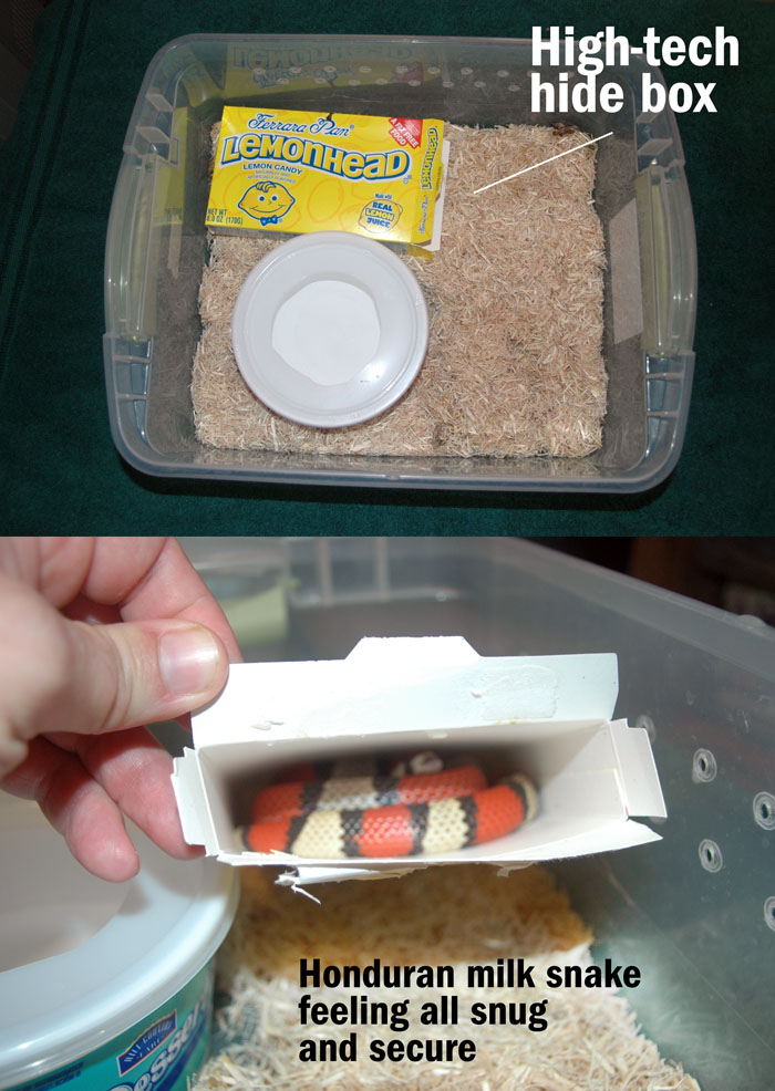 First time snake owner, having issues with shedding and humidity. HELP ...